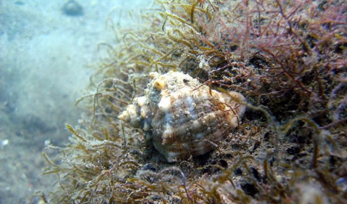 Fascinating facts about the Black Sea - Inpic.net