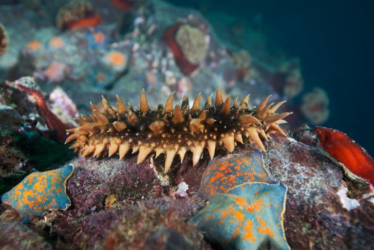 Edible inhabitants of the seas: 10 most popular delicacies - Page 10 of ...