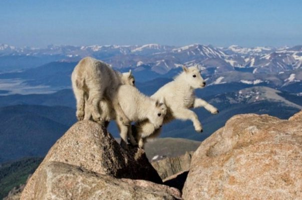 40 stunning photos of wild animals that cause delight - Page 39 of 40 ...