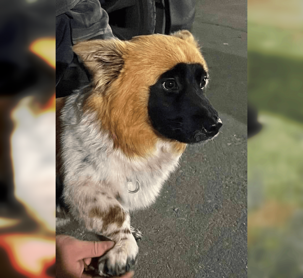 Wild Wonders: Stunning Fur Colors in the Animal World - Inpic.net