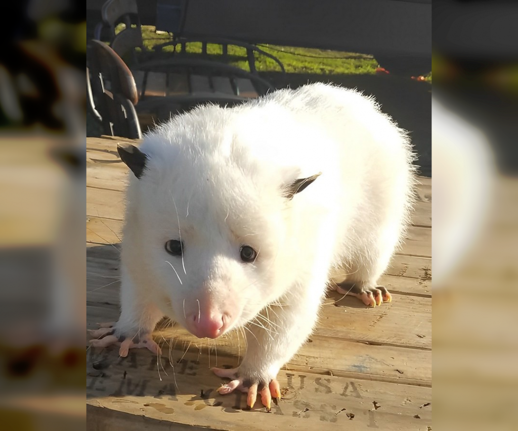 Wild Wonders: Stunning Fur Colors in the Animal World - Page 3 of 30 ...