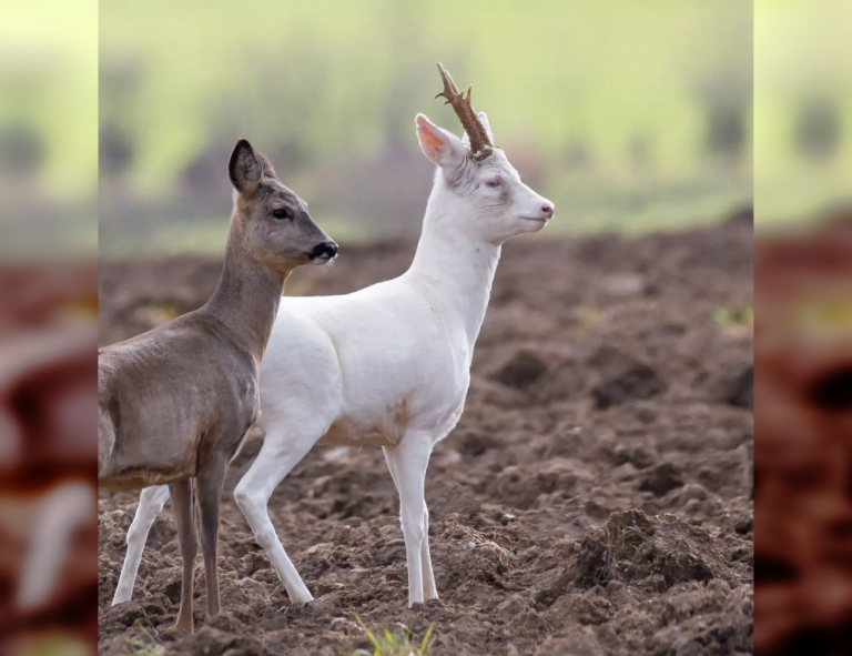 Wild Wonders: Stunning Fur Colors in the Animal World - Page 7 of 30 ...