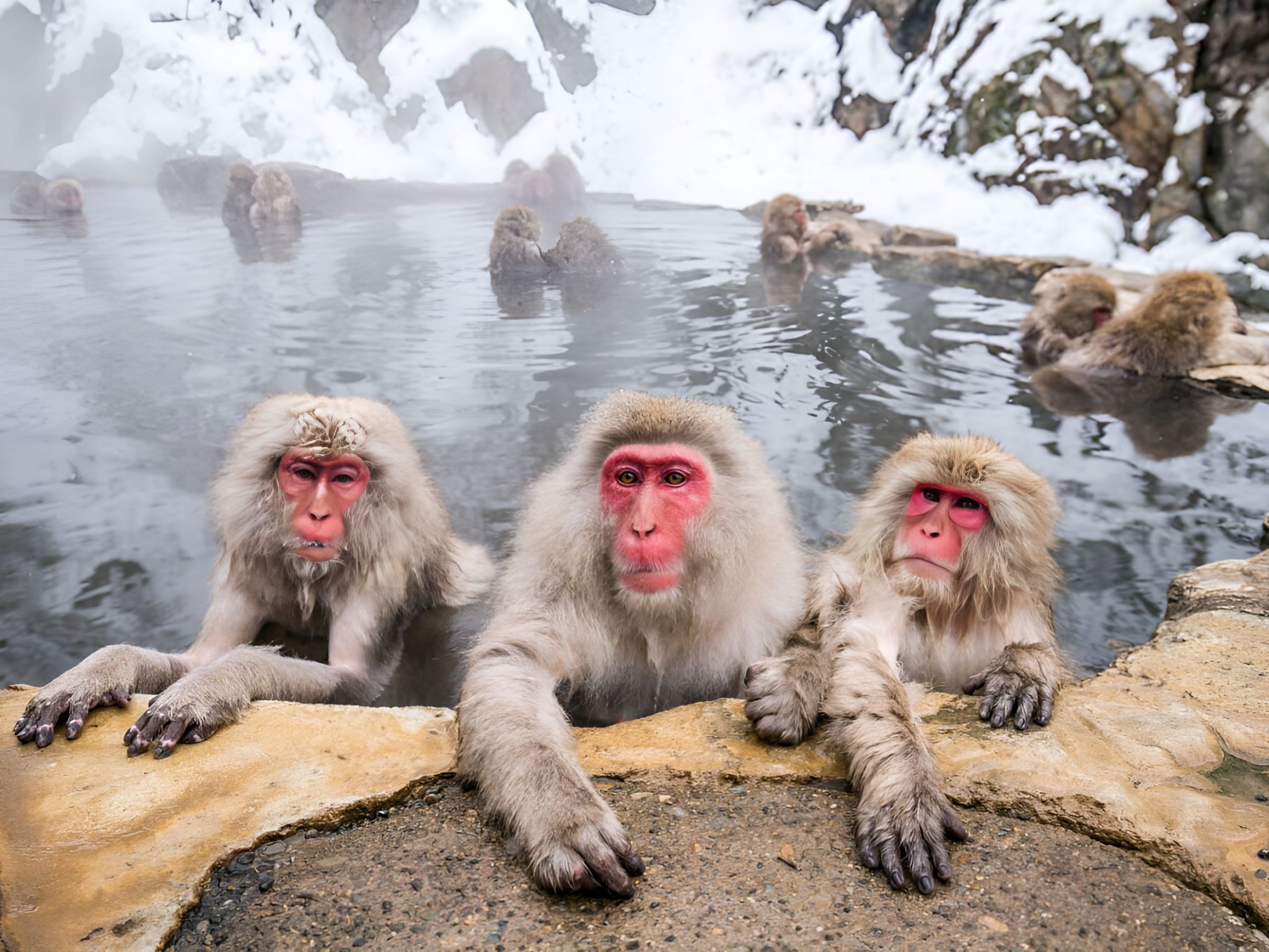 Mischief in the Wild: A Hilarious Look at Animal Gangs - Inpic.net