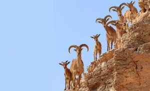 Mischief in the Wild: A Hilarious Look at Animal Gangs - Inpic.net