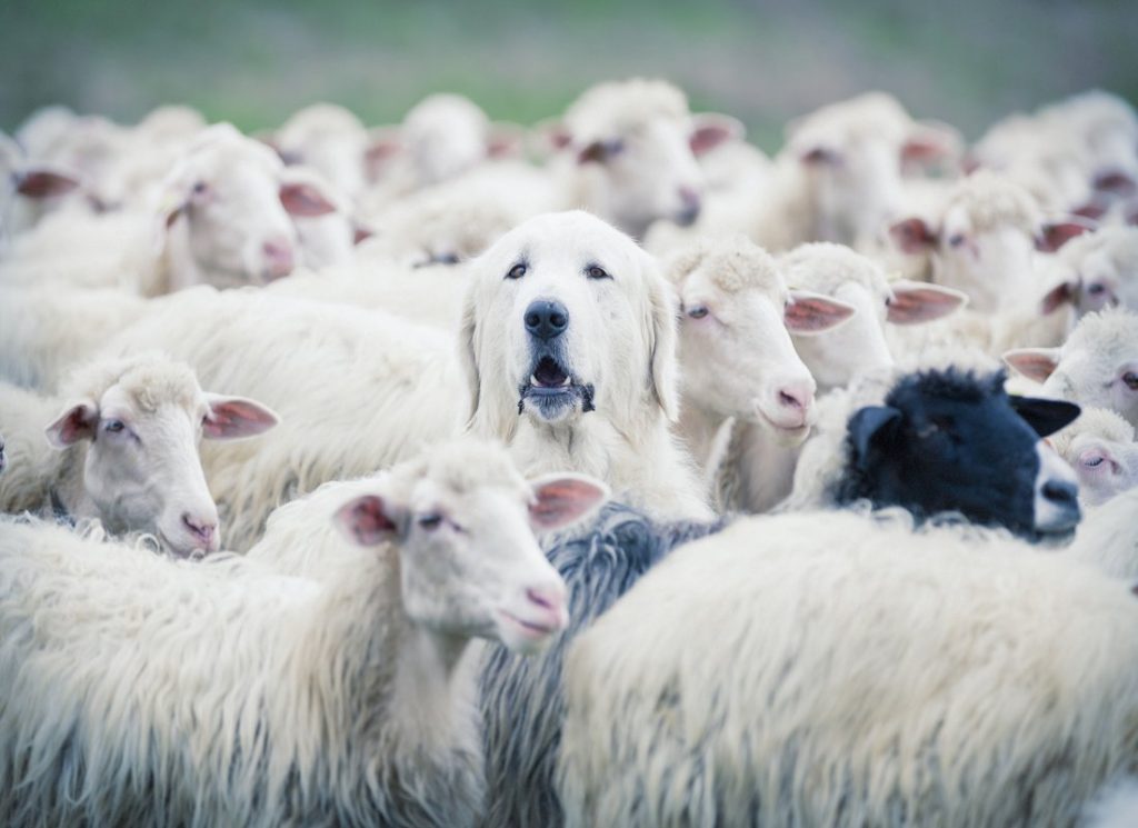 Mischief in the Wild: A Hilarious Look at Animal Gangs - Inpic.net