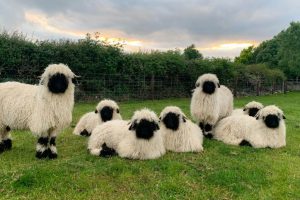 Mischief in the Wild: A Hilarious Look at Animal Gangs - Inpic.net