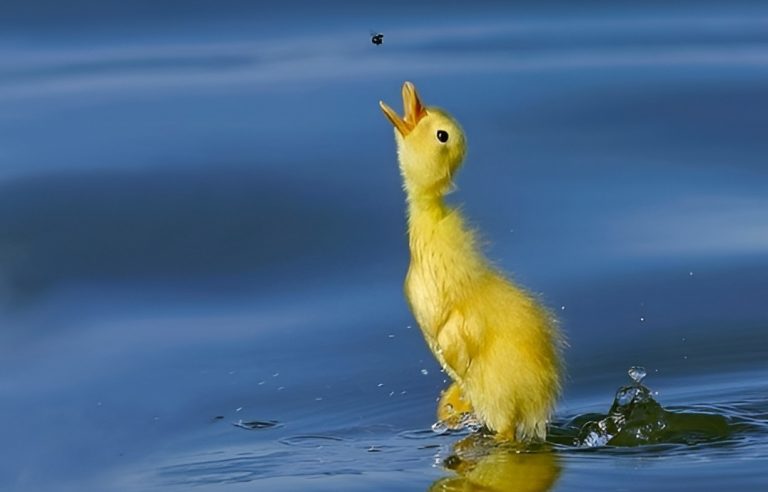 In the Blink of an Eye: Perfectly Timed Animal Portraits - Page 6 of 30 ...