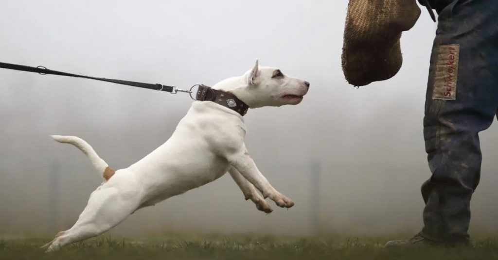 From Furry Friends to Fearsome Foes: The Riskiest Dog Breeds - Inpic.net